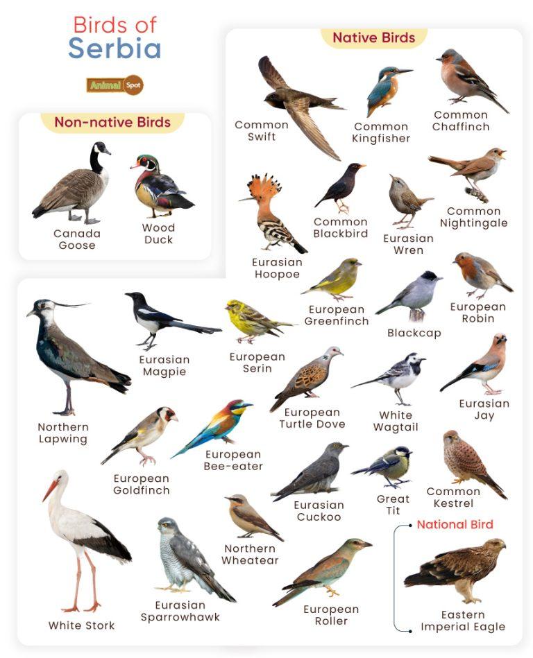 List of Birds Found in Spain with Pictures