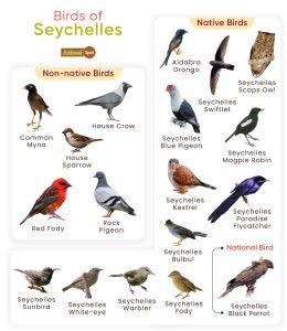 List of Birds Found in Seychelles with Pictures