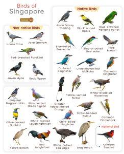 List of Birds Found in Singapore with Pictures