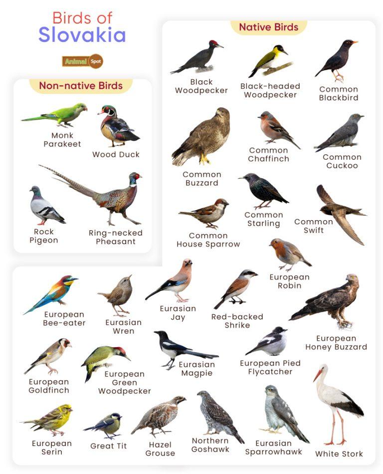 List of Birds Found in Iraq with Pictures