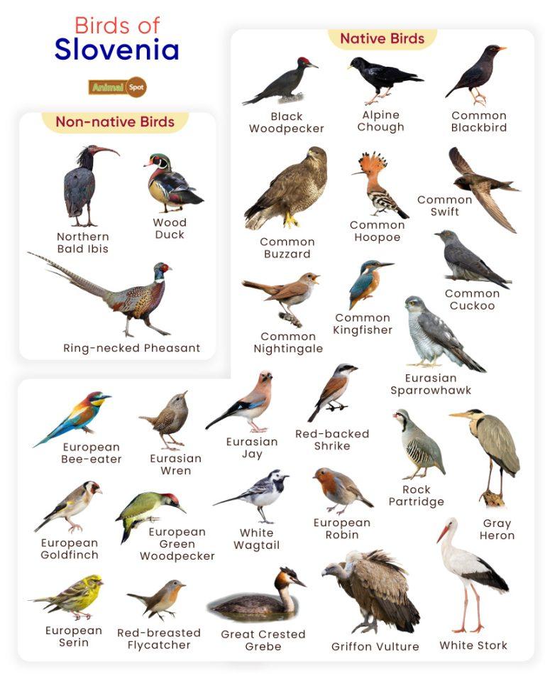 List of Birds Found in Spain with Pictures