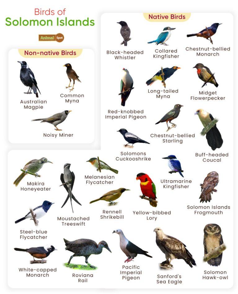 List of Birds Found in the Cook Islands with Pictures
