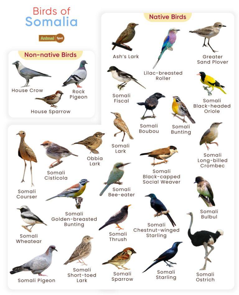 List of Birds Found in Somalia with Pictures