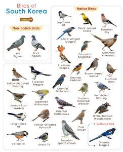 List of Birds Found in South Korea with Pictures