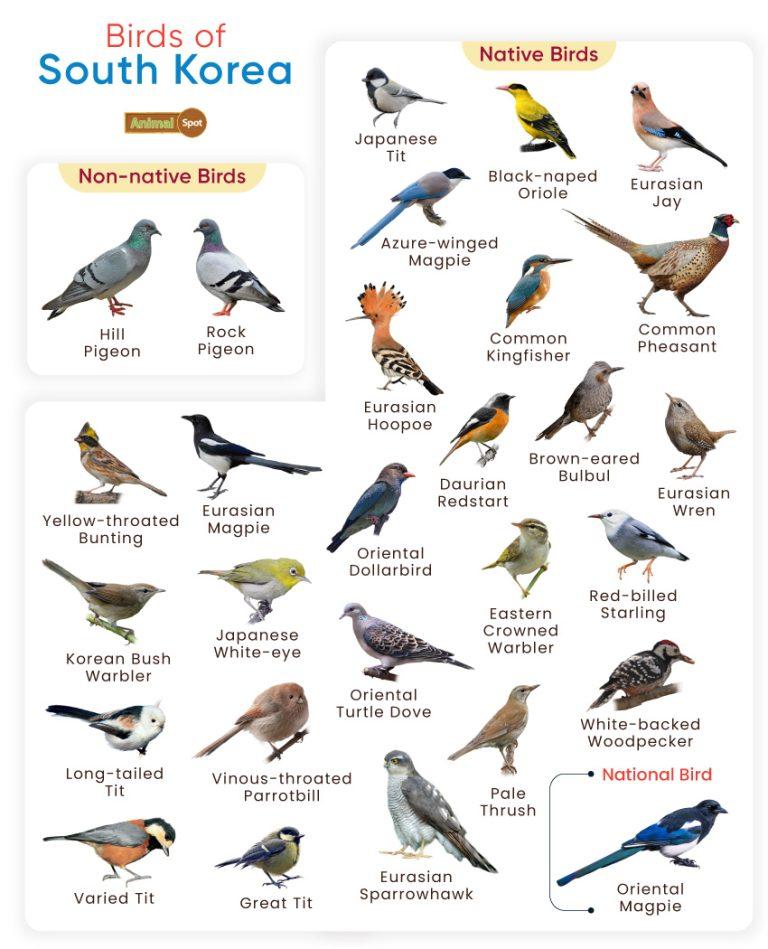 List of Birds Found in Japan with Pictures