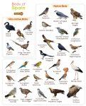 List of Birds Found in Spain with Pictures