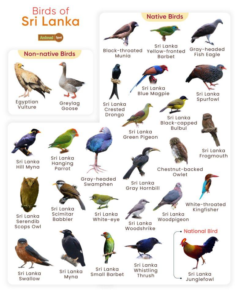 List of Birds Found in Sri Lanka with Pictures