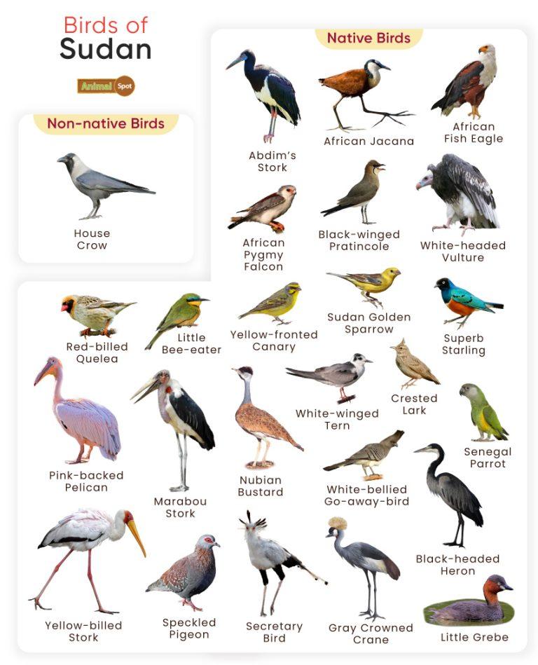 List of Birds Found in Nigeria with Pictures