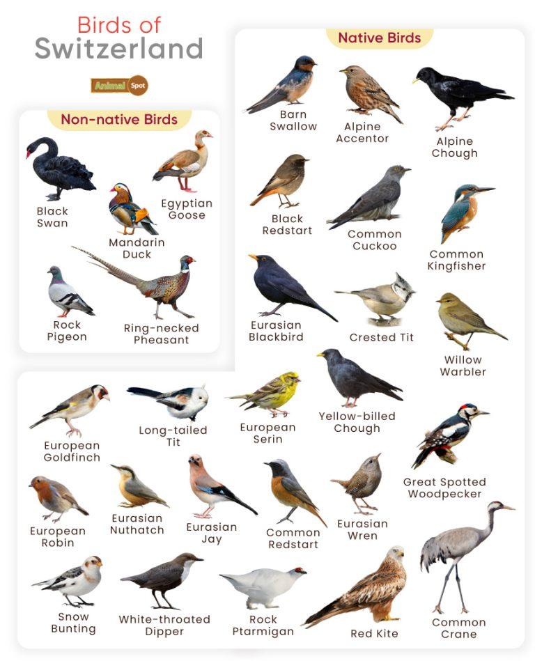 List of Birds Found in Russia with Pictures