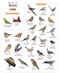 List of Birds Found in Syria with Pictures
