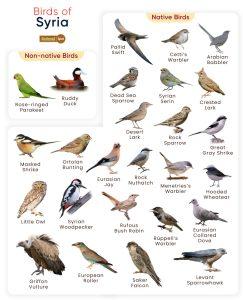 List of Birds Found in Syria with Pictures