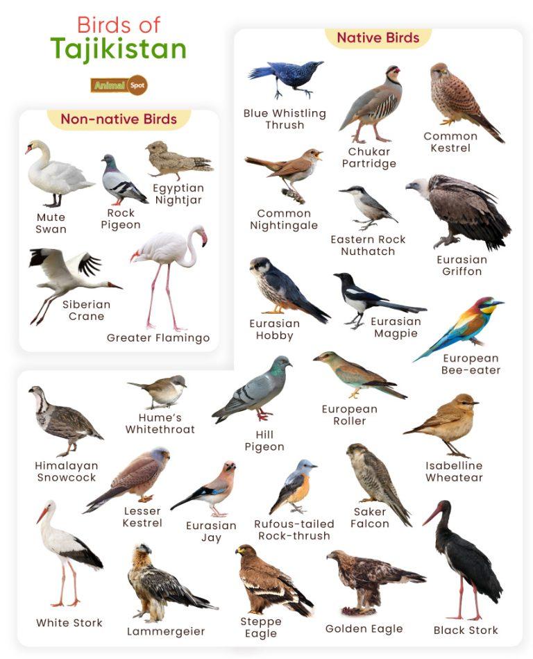 List of Birds Found in Syria with Pictures