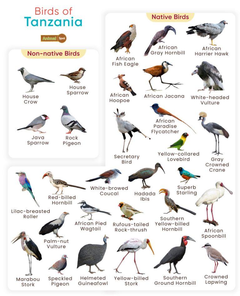 List of Birds Found in the Congo with Pictures