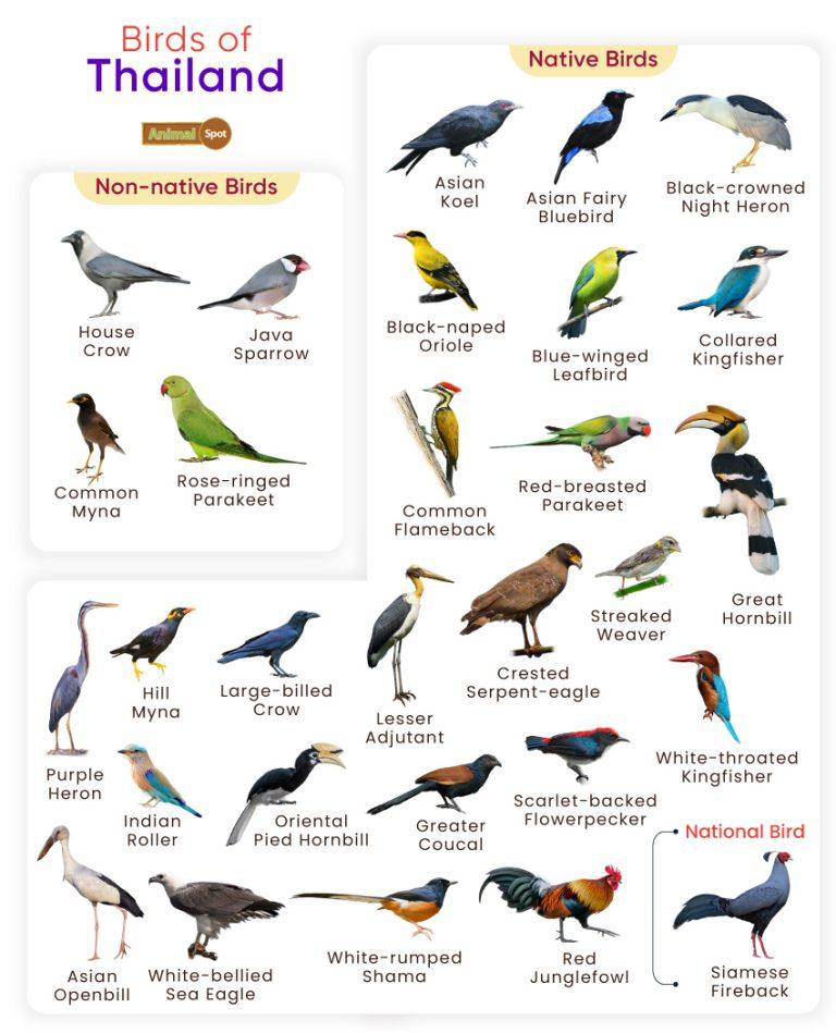 List of Birds Found in India with Pictures