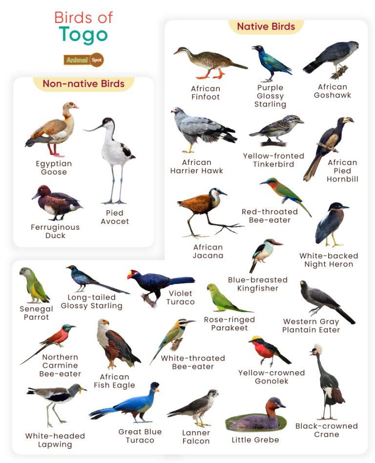 List of Birds Found in the Congo with Pictures
