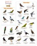 List of Birds Found in Tonga with Pictures