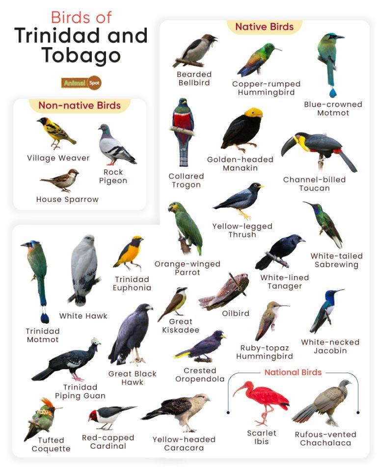 List of Birds Found in Grenada with Pictures