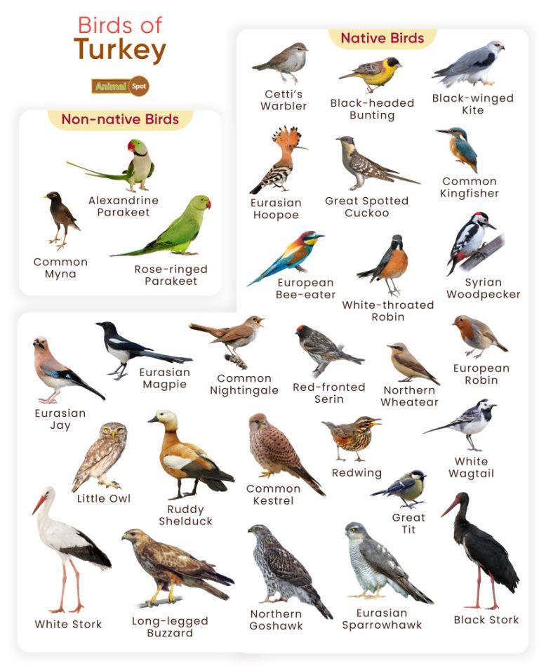 List of Birds Found in Turkey with Pictures
