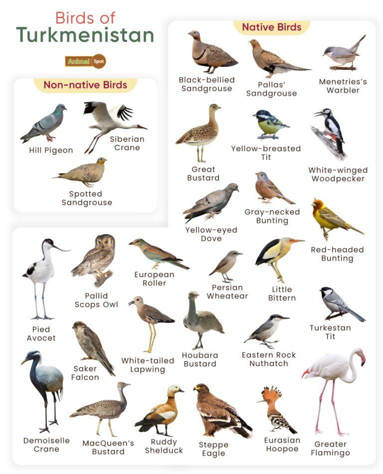 List of Birds Found in Iraq with Pictures