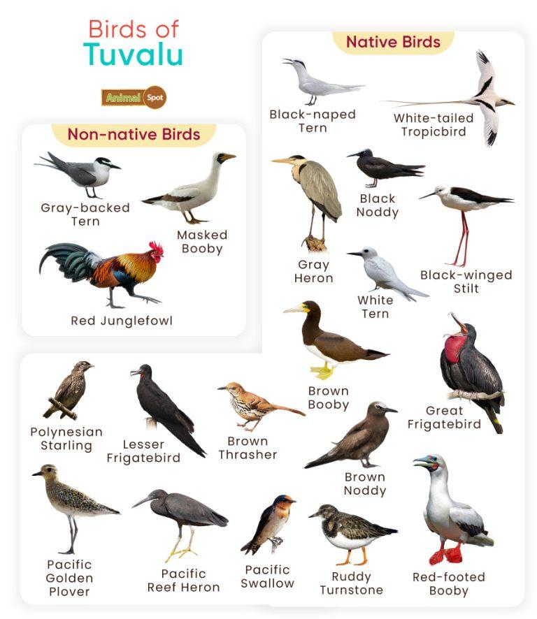 List of Birds Found in Tuvalu with Pictures