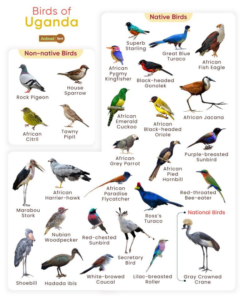 List of Birds Found in Uganda with Pictures
