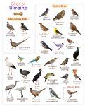 List of Birds Found in Ukraine with Pictures
