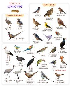 List of Birds Found in Ukraine with Pictures