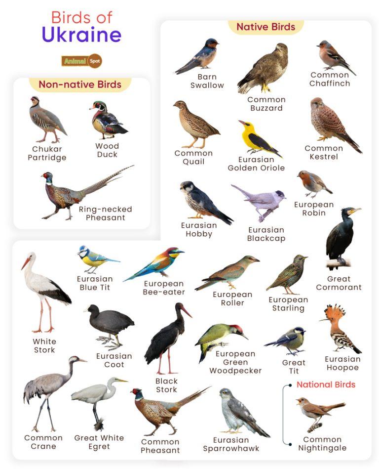 List of Birds Found in Spain with Pictures