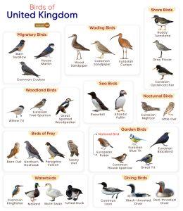 List of Game Birds - Size, Hunting Regions, Seasons (with Pictures)