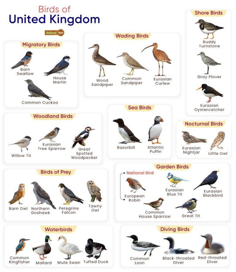 List of Birds Found in Finland with Pictures