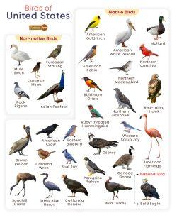 Smallest Birds in the World - List with Size and Pictures