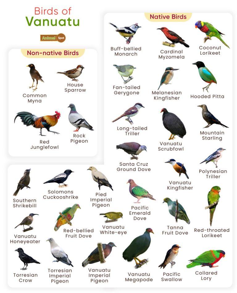 List of Birds Found in Samoa with Pictures