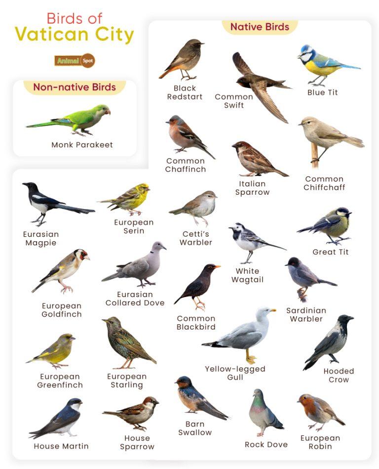List of Birds Found in Greece with Pictures