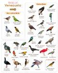 List of Birds Found in Venezuela with Pictures