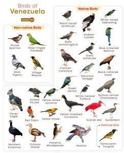 List of Birds Found in Venezuela with Pictures