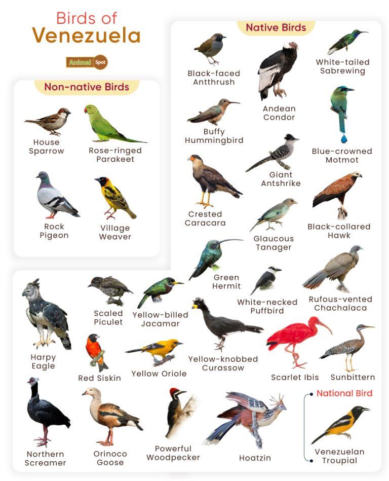 List of Birds Found in Peru with Pictures