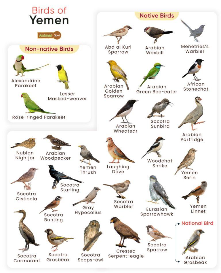 List of Birds Found in Jordan with Pictures