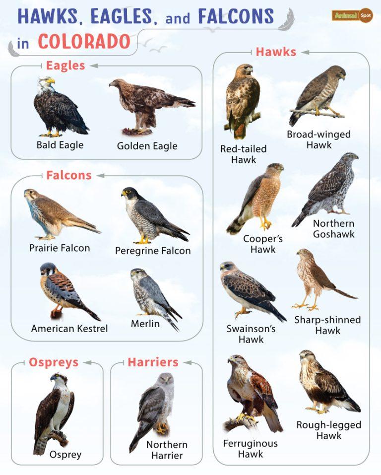 Falcon Facts, Types, Classification, Habitat, Diet, Adaptations, Pictures