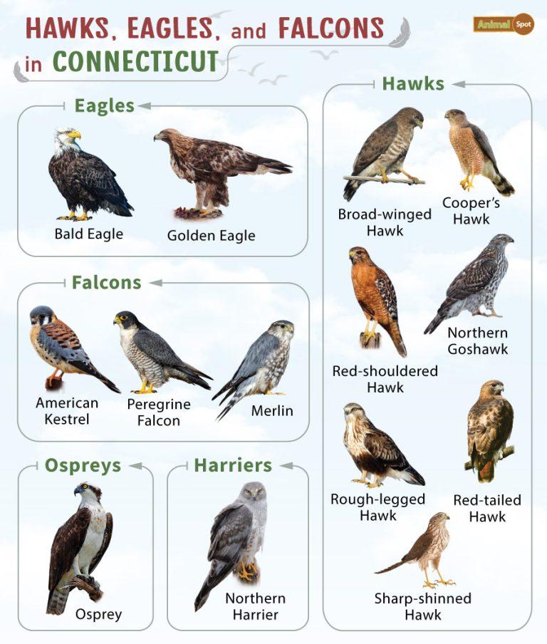 Falcon Facts, Types, Classification, Habitat, Diet, Adaptations, Pictures
