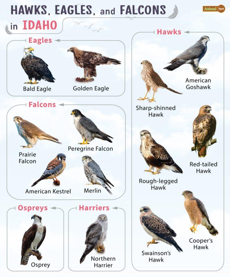 List of Hawks, Eagles & Falcons in Ohio with Pictures