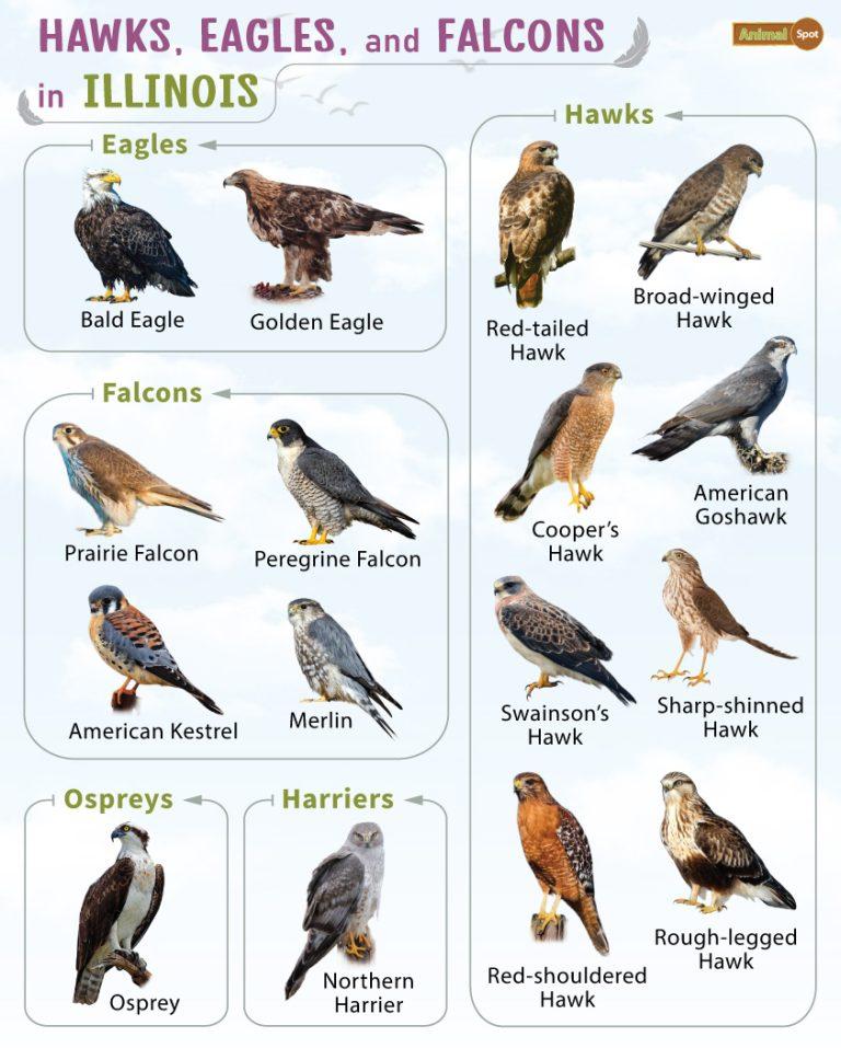 List of Hawks, Eagles & Falcons in Ohio with Pictures