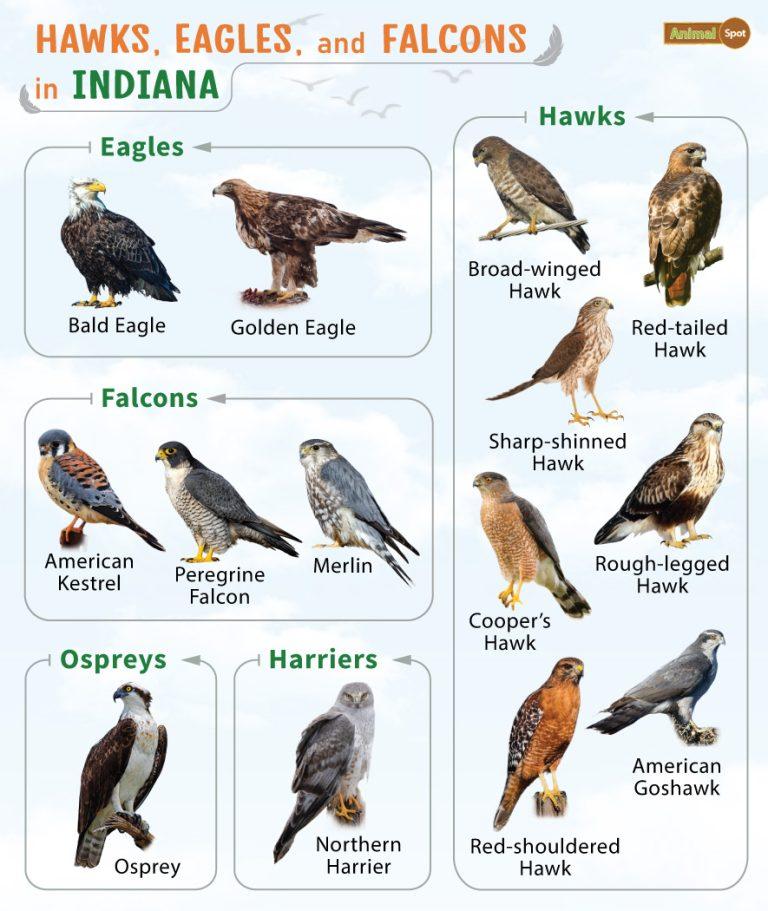 List of Hawks, Eagles & Falcons in Georgia with Pictures