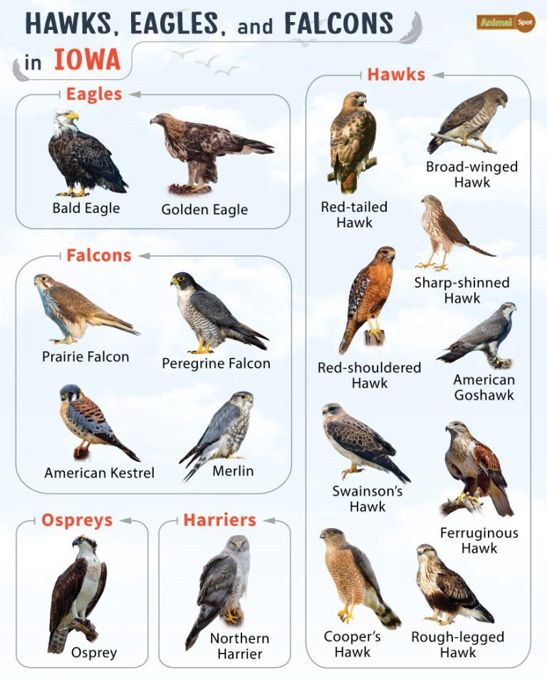 List of Hawks, Eagles & Falcons in Oregon with Pictures
