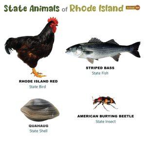 List of Animals That Live in Rhode Island - And Its State Animals (Photos)