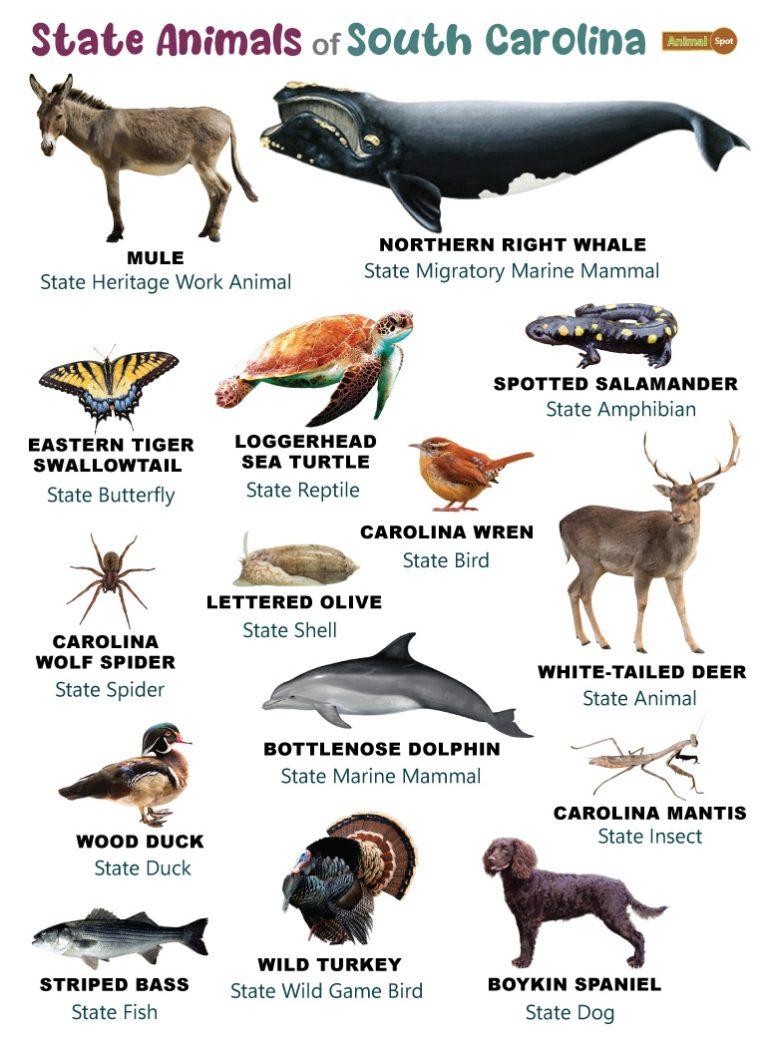 List of Animals That Live in South Carolina - And Its State Animals ...