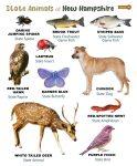 List of Animals That Live in New Hampshire - And Its State Animals (Photos)