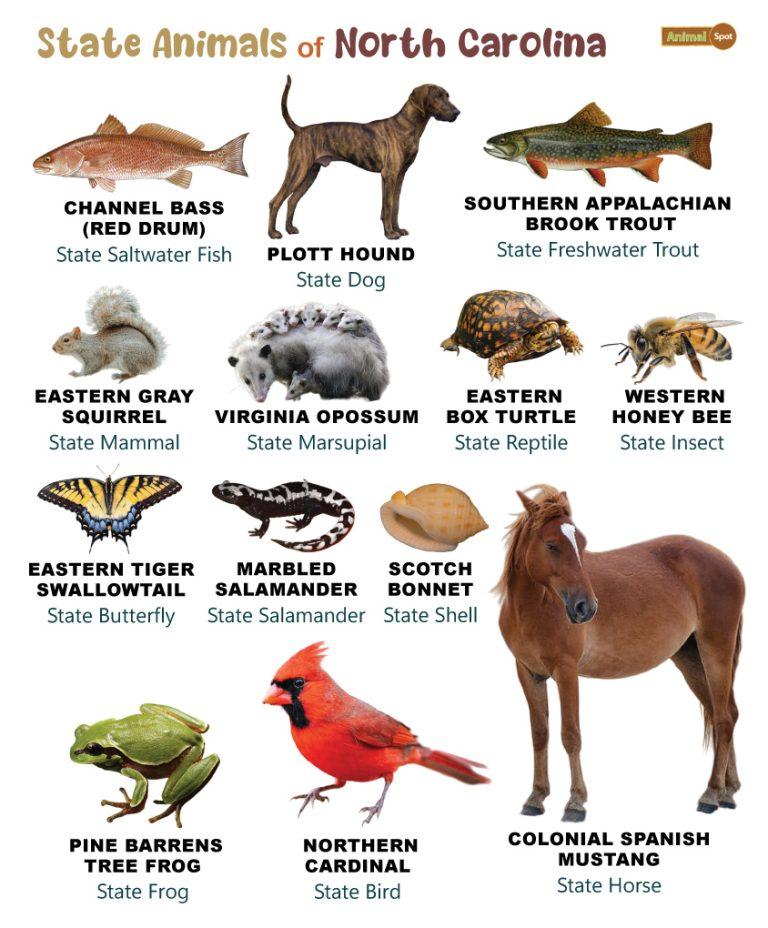 List of Animals That Live in North Carolina - And Its State Animals (Photos)