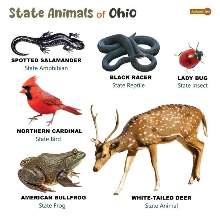 List of Animals That Live in Ohio - And Its State Animals (Photos)