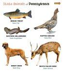 List of Animals That Live in Pennsylvania - And Its State Animals (Photos)