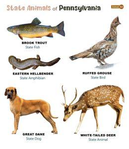 List of Animals That Live in Pennsylvania - And Its State Animals (Photos)